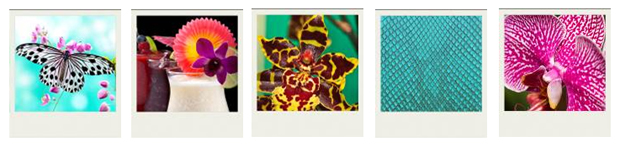 Creora 2014 Swim Trends with highclo elastane